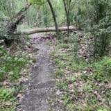 Moon Seed Loop, Louisiana - 371 Reviews, Map | AllTrails