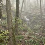 Heybrook Ridge via Leovy Trail, Washington - 1,594 Reviews, Map | AllTrails