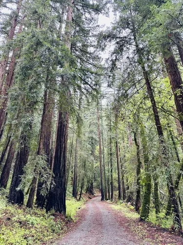 Best Dog Friendly Trails in Angwin | AllTrails