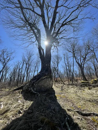 Emerald Outback Trail System : de beste routes om te wandelen | AllTrails