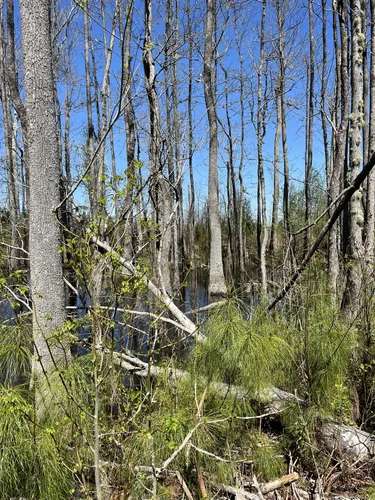 Best Hikes and Trails in Neuse River Recreation Site | AllTrails