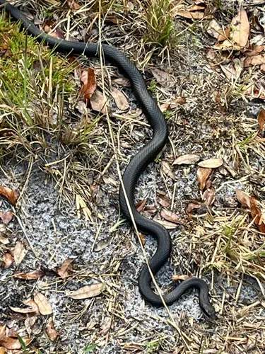 Best Long Trails in Green Swamp Wildlife Management Area | AllTrails