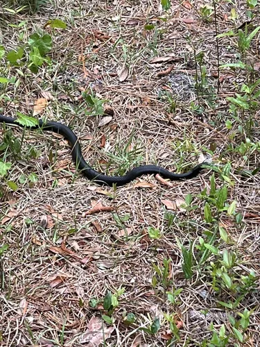 Best Long Trails in Green Swamp Wildlife Management Area | AllTrails