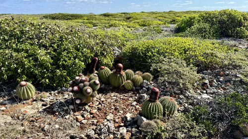 Best Hikes and Trails in Anguilla | AllTrails