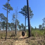 Firebreak Trail, South Carolina - 1,566 Reviews, Map | AllTrails