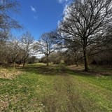 Savernake Forest Circular, Wiltshire, England - 126 Reviews, Map ...