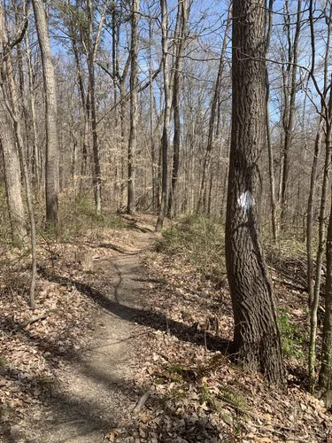 Best Forest Trails in Morgan Monroe State Forest | AllTrails