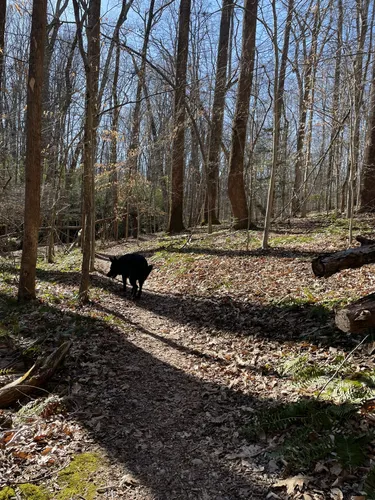 Best Mountain Biking Trails in L P Cosca Regional Park | AllTrails