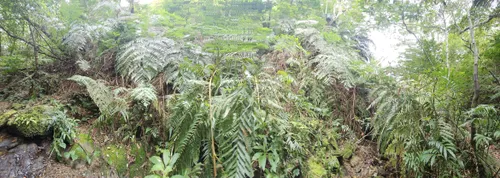 Los mejores senderos y rutas en Uruma Shiminnomori Park | AllTrails