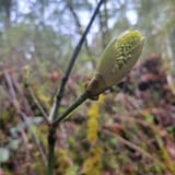 Yellow Point Bog Ecological Reserve and Yellow Point Park Loop, British ...