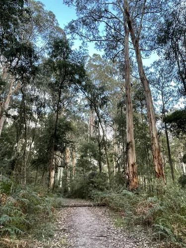 Best Hard Trails in Bunyip State Park | AllTrails