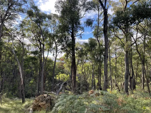 Best Camping Trails in Bunyip State Park | AllTrails