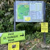 El Yunque Trail, East Region, Puerto Rico - 1,584 Reviews, Map | AllTrails