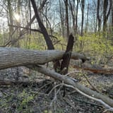 Okehocking Preserve Loop, Pennsylvania - 1,221 Reviews, Map | AllTrails