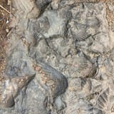 Danielson Monument Trail, California - 361 Reviews, Map | AllTrails