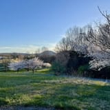 Cherry Blossom Trail, Virginia - 205 Reviews, Map | AllTrails