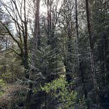 Madison Falls Trail, Washington - 1,632 Reviews, Map | AllTrails