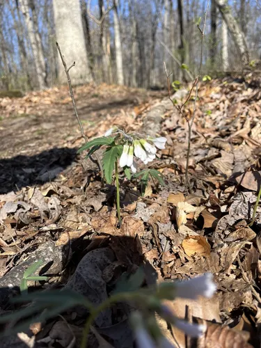 Best Forest Trails in Haymarket | AllTrails