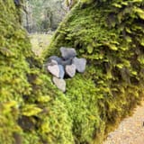 Lake Lagunitas, California - 645 Reviews, Map | AllTrails