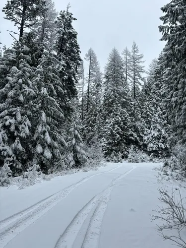 Best Forest Trails in Ronan | AllTrails