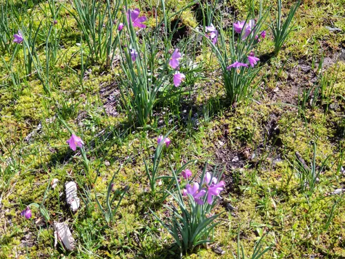 Best Forest Trails in Mount Wells Regional Park | AllTrails