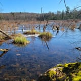 Pine Swamp Loop, New York - 1,220 Reviews, Map | AllTrails