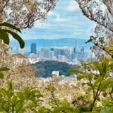 Mount Sutro Loop, California - 2,517 Reviews, Map | AllTrails