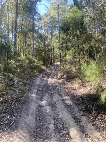 Best Walking Trails in Moondarra State Park | AllTrails
