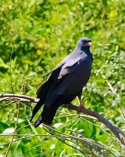 Best Hikes and Trails in Harns Marsh Preserve | AllTrails