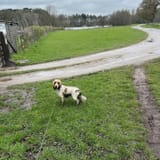 Redesmere and Capesthorne Circular, Cheshire, England - 106 Reviews ...