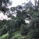 Millard Canyon Falls Trail, California - 4,472 Reviews, Map | AllTrails