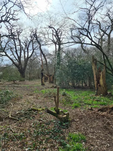 Best Hikes and Trails in Ashtead Common National Nature Reserve | AllTrails