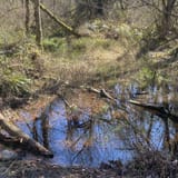 Dog Creek Trail and Rivermill Trail Loop, Oregon - 267 Reviews, Map ...