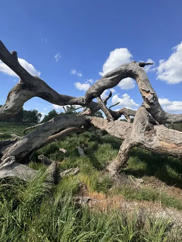 Best Hikes and Trails in Kaweah Oaks Preserve | AllTrails