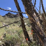 Freedom Trail (#302), Arizona - 4,321 Reviews, Map | AllTrails