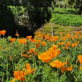 UC Davis Arboretum Trail, California - 1,338 Reviews, Map | AllTrails