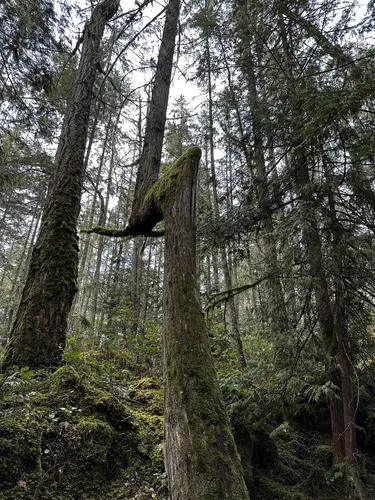 Best Hikes and Trails in Sechelt Heritage Forest Recreation Site ...