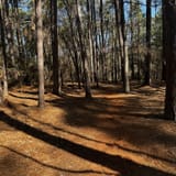 Firebreak Trail, South Carolina - 1,566 Reviews, Map | AllTrails