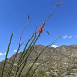 Dreamy Draw Loop Trail, Arizona - 1,119 Reviews, Map | AllTrails