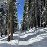 General Sherman Tree Trail, California - 2,752 Reviews, Map | AllTrails