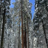 General Sherman Tree Trail, California - 2,740 Reviews, Map | AllTrails