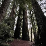 Stout Memorial Grove Trail, California - 2,400 Reviews, Map | AllTrails