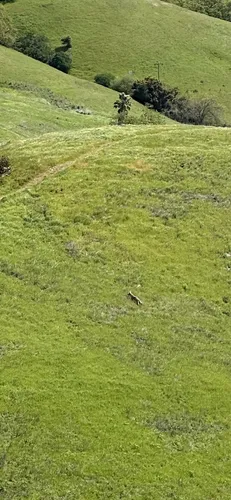 Best Forest Trails in Lucas Valley Open Space | AllTrails