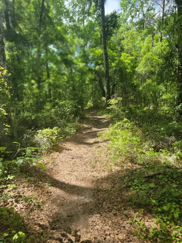 Best Backpacking Trails in Withlacoochee State Forest | AllTrails