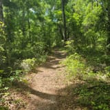 Croom Trail North Loop, Florida - 632 Reviews, Map | AllTrails