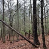 Long Branch Loop Trail, Georgia - 2,214 Reviews, Map | AllTrails