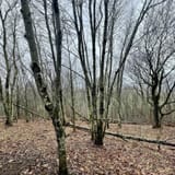 Max Patch Loop, North Carolina - 2,171 Reviews, Map | AllTrails