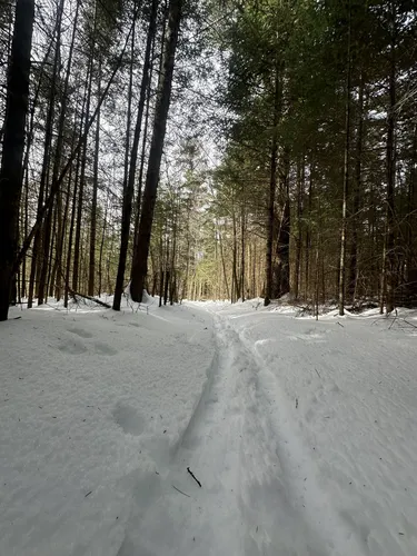 Best Forest Trails in Jay | AllTrails