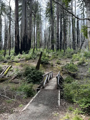 Best Short Trails in Big Basin Redwoods State Park | AllTrails