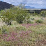 Coon Bluff Trail, Arizona - 708 Reviews, Map | AllTrails